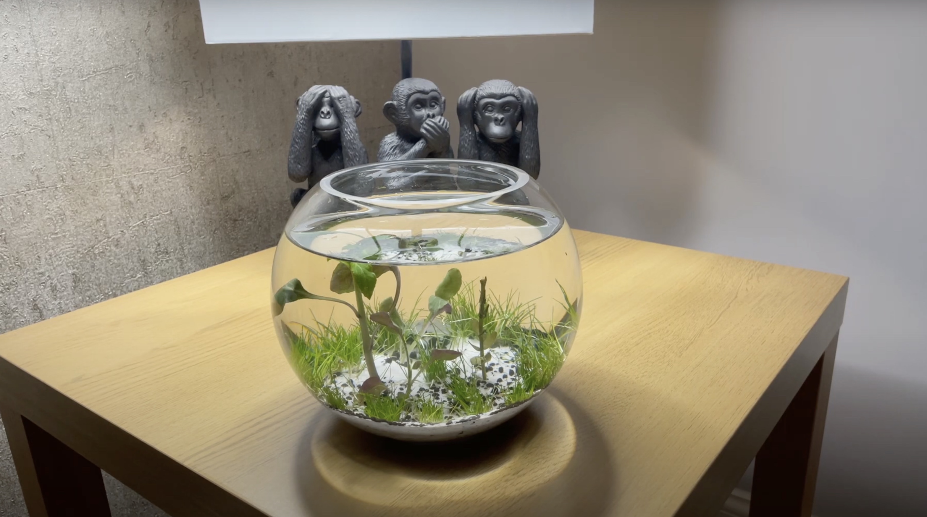 Aquatic bowl – Your #1 aquascape and fish keeping blog.